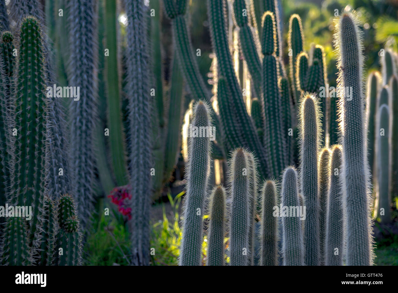 Horizontals plants hi-res stock photography and images - Alamy
