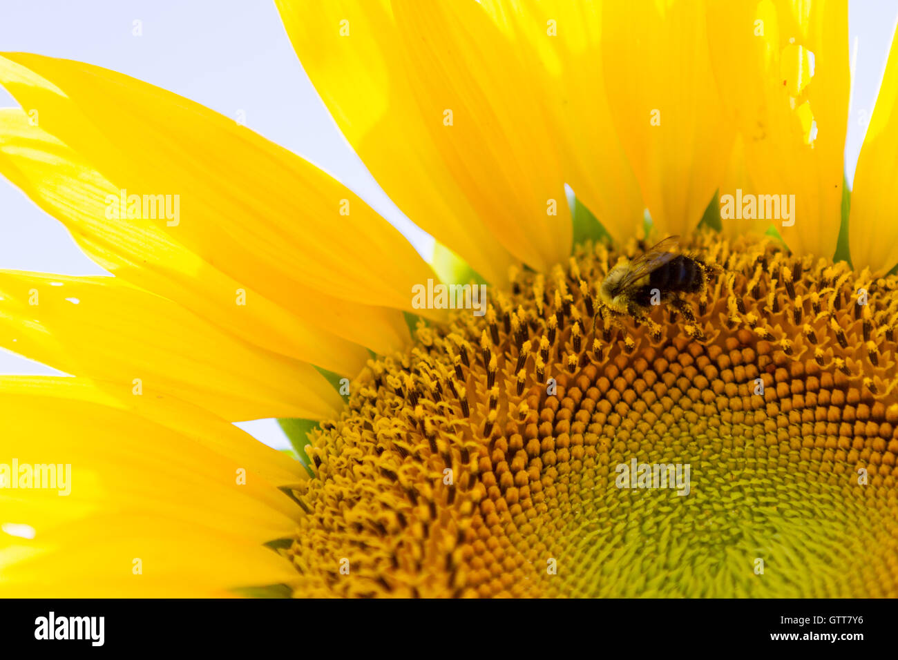 Sunflower pollinator hi-res stock photography and images - Alamy
