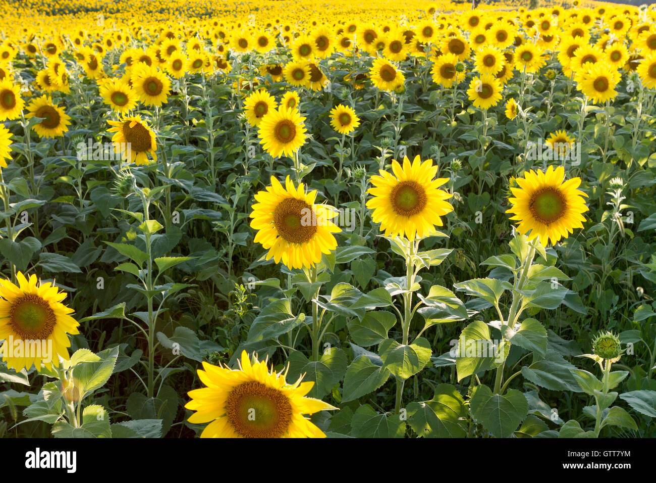Field of flowers in bloom hi-res stock photography and images - Alamy