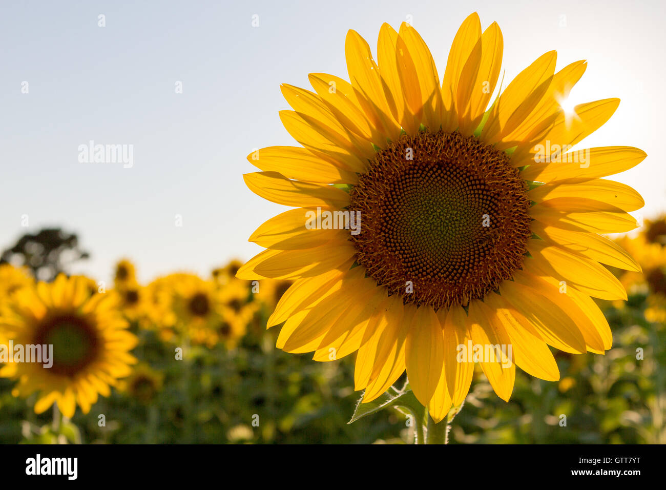 Sunflower field in full bloom close up Stock Photo - Alamy