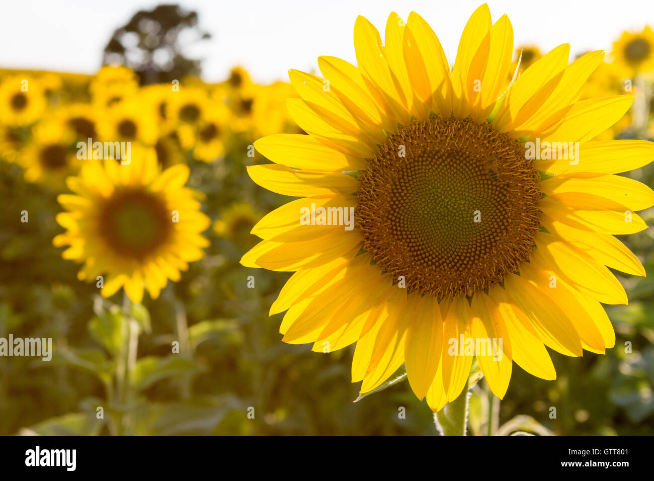 Sunflower field in full bloom Stock Photo - Alamy