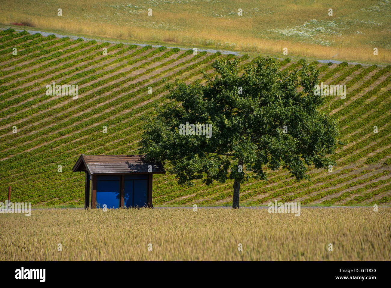 Lovely bus stop by a tree Stock Photo - Alamy