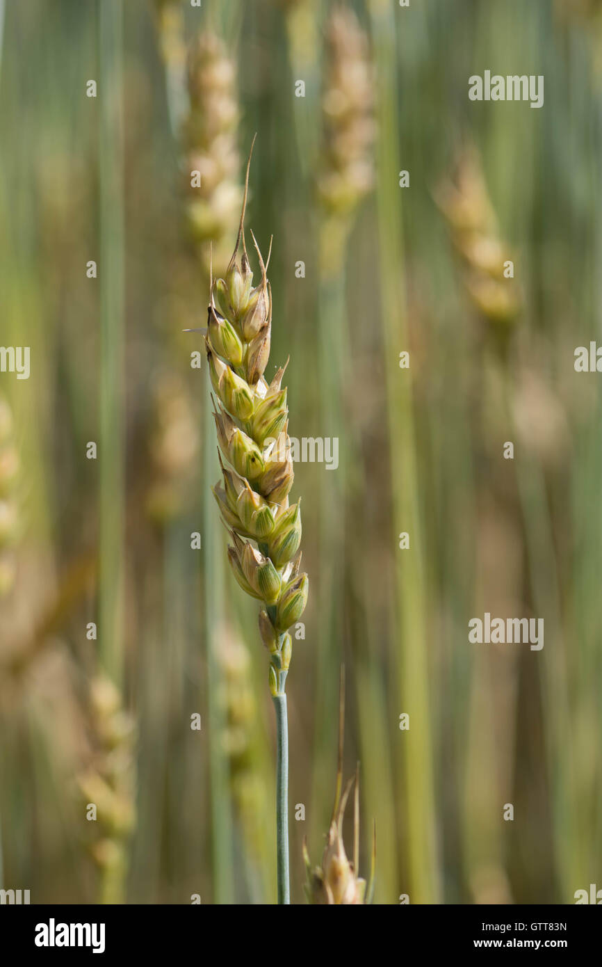 Industry season feed wheat flour landscape agriculture hi-res stock ...