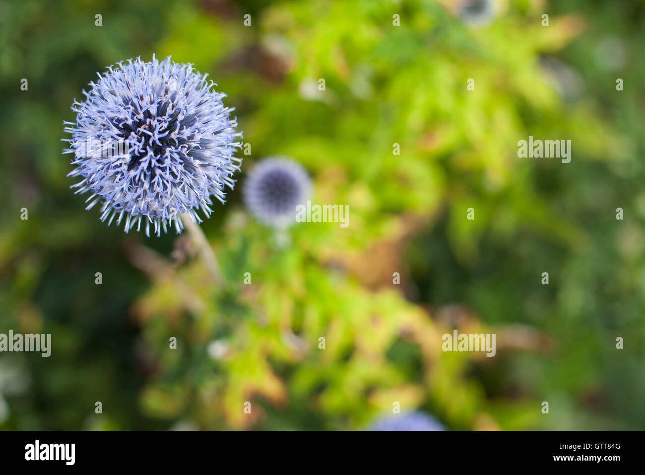 Echinops flower stalk hi-res stock photography and images - Alamy