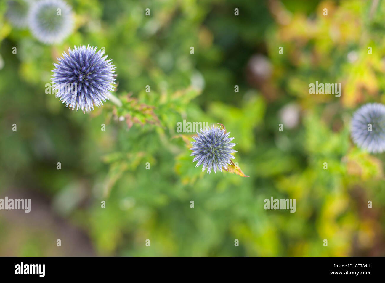 Echinops flower stalk hi-res stock photography and images - Alamy