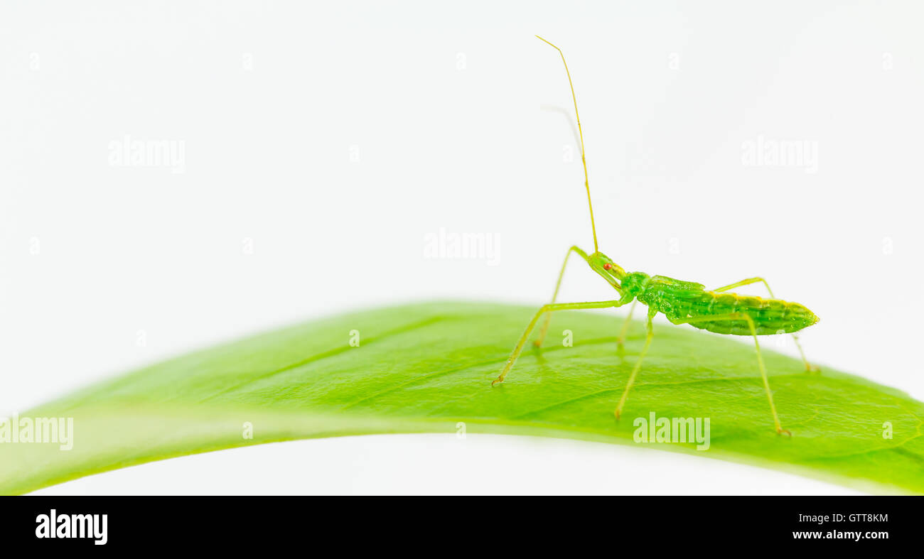 Assassin bug rostrum hi-res stock photography and images - Alamy