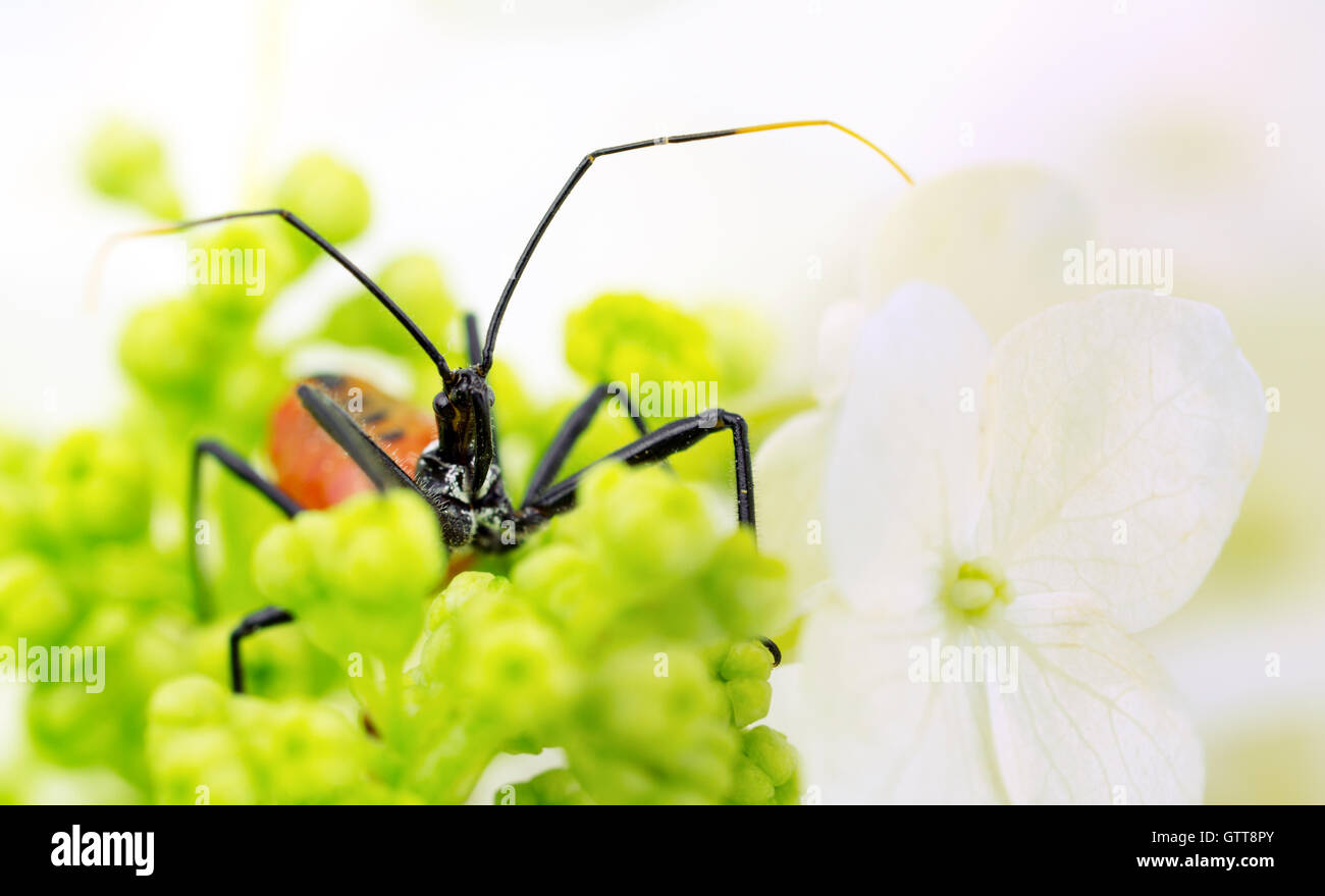 Wheel bug nymph, aka assassin bug, hiding in hydrangea blossom cluster ...