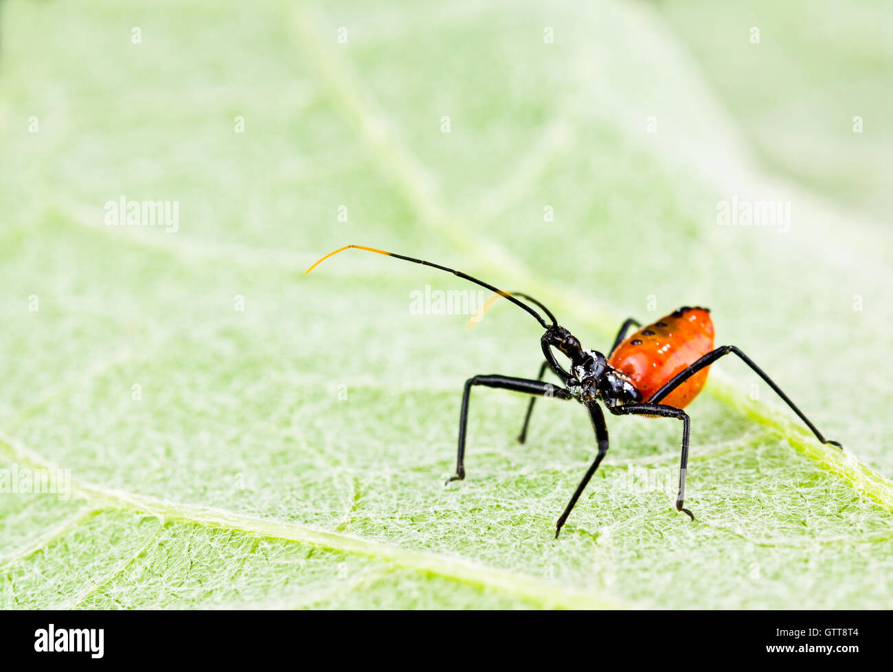 Red Assassin Bug Nymph Also Called A Wheel Bug Close Up On Underside Of Oak Leaf Hydrangea