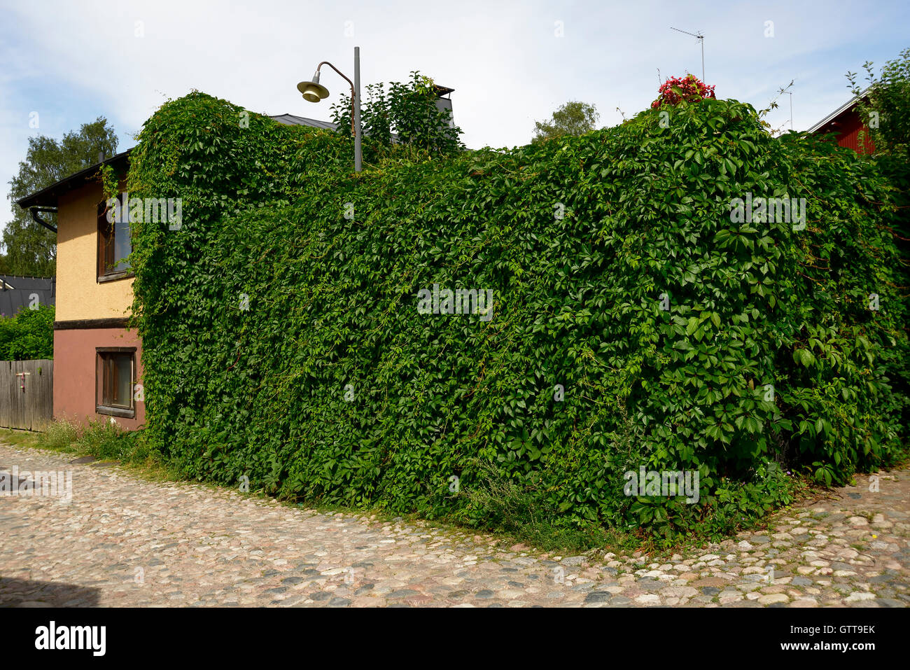 green hedge around the house and cobblestones Stock Photo - Alamy
