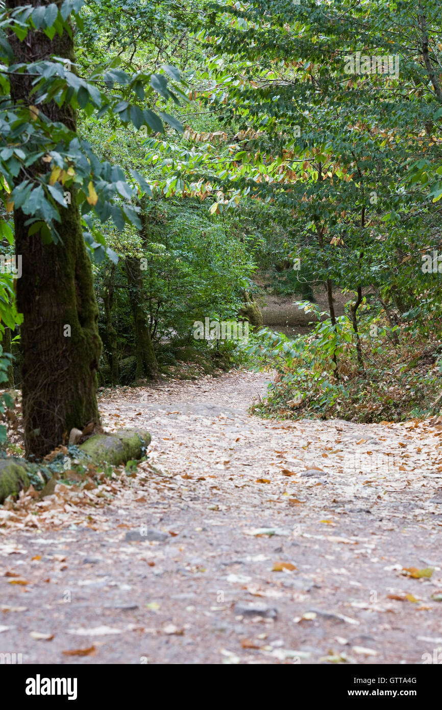 Path through a French woodland in late summer Stock Photo - Alamy