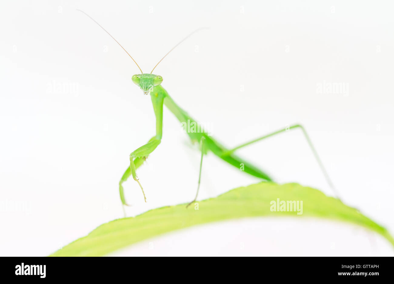 Green praying mantis stick insect on leaf against white background ...