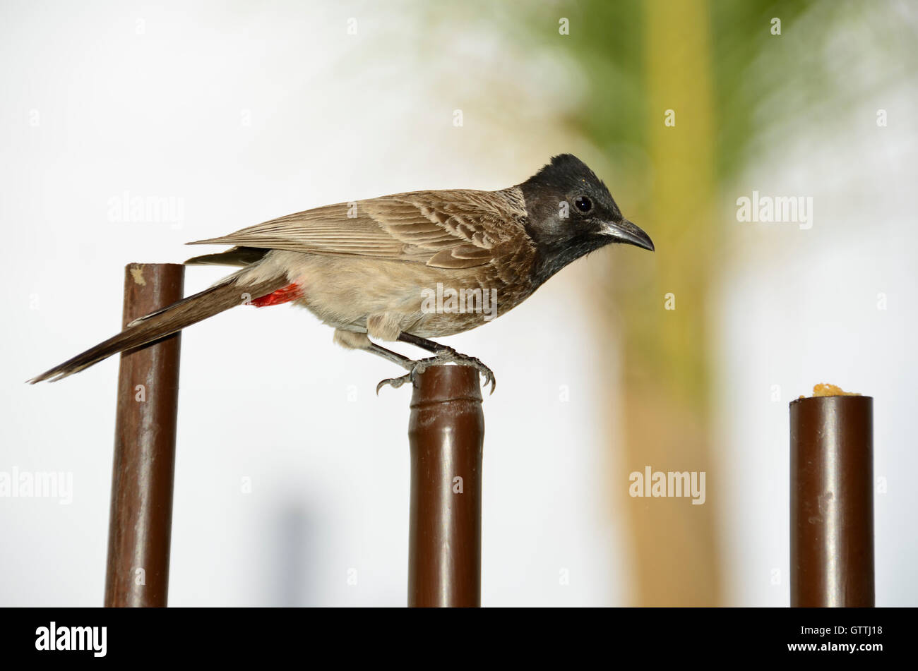 Red-vented Bulbul (Pycnonotus cafer Stock Photo - Alamy