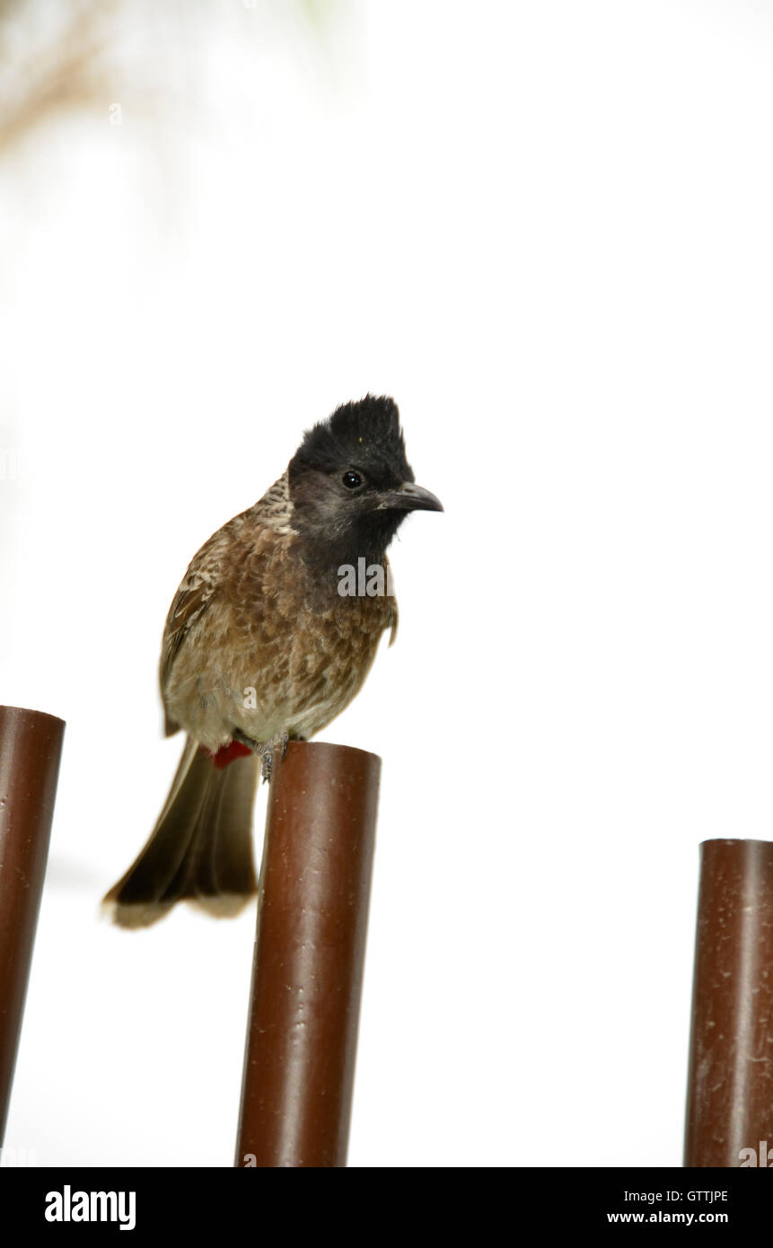 Red-vented Bulbul (Pycnonotus cafer Stock Photo - Alamy