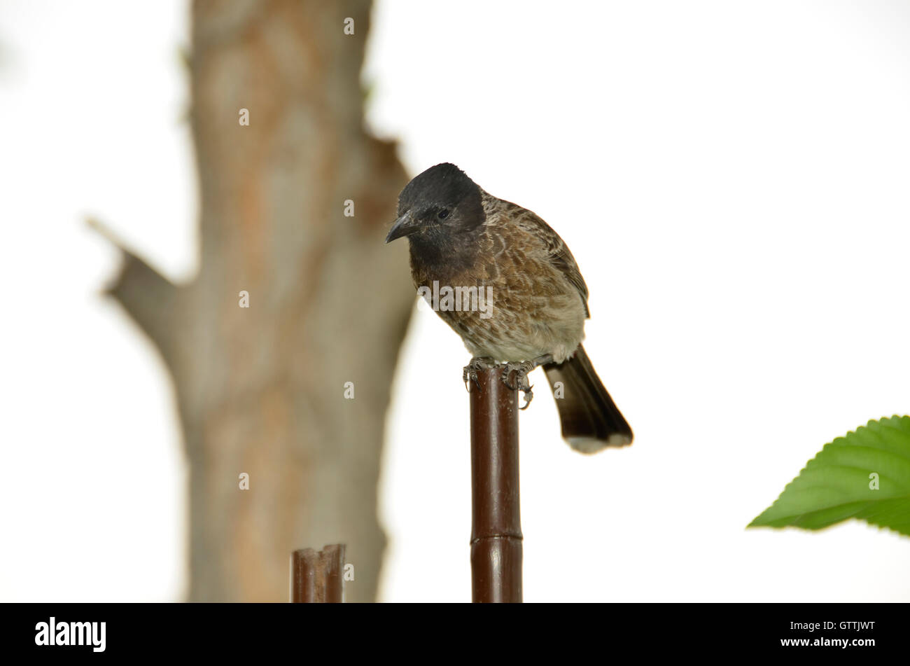 Red-vented Bulbul (Pycnonotus cafer Stock Photo - Alamy