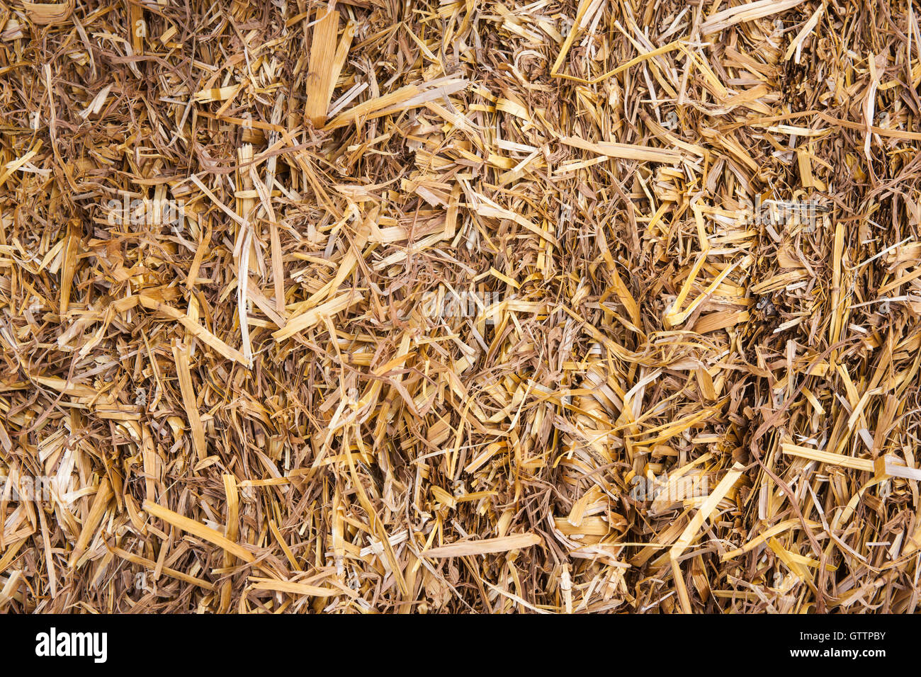 Pressed hay closeup view. Dry grass to feed the cattle in winter Stock ...
