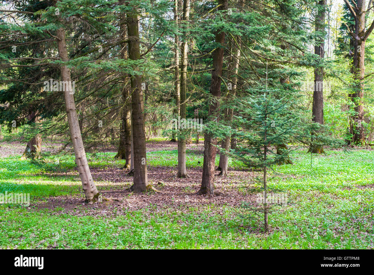 First grass hi-res stock photography and images - Alamy