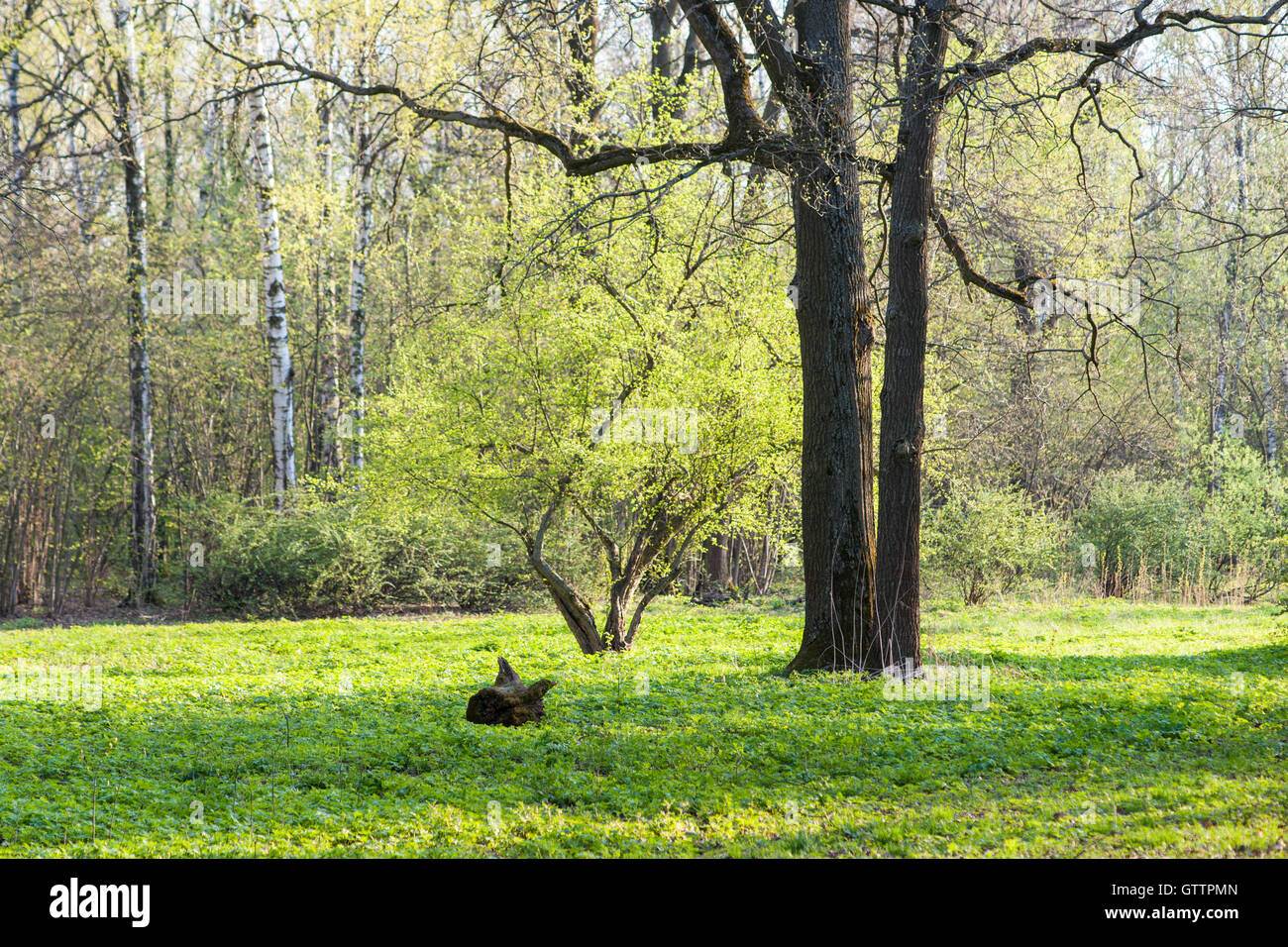 Rotation tree hi-res stock photography and images - Alamy