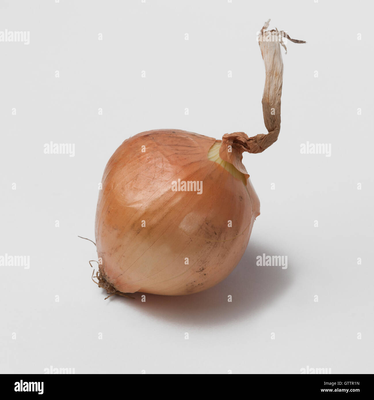 Single onion vegetable with grunge brown skin and dry tail isolated ...