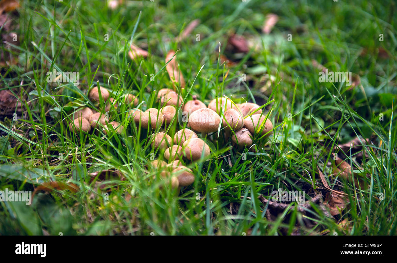 Mushrooms toadstools on the lawn photo nature Stock Photo - Alamy