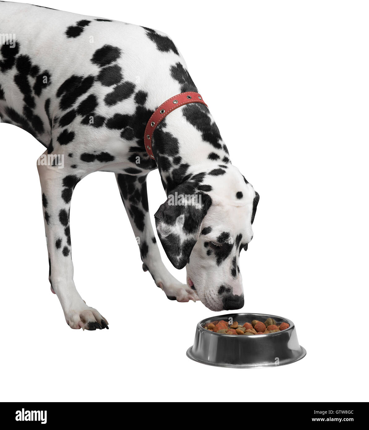 Champion dalmatian hi-res stock photography and images - Alamy