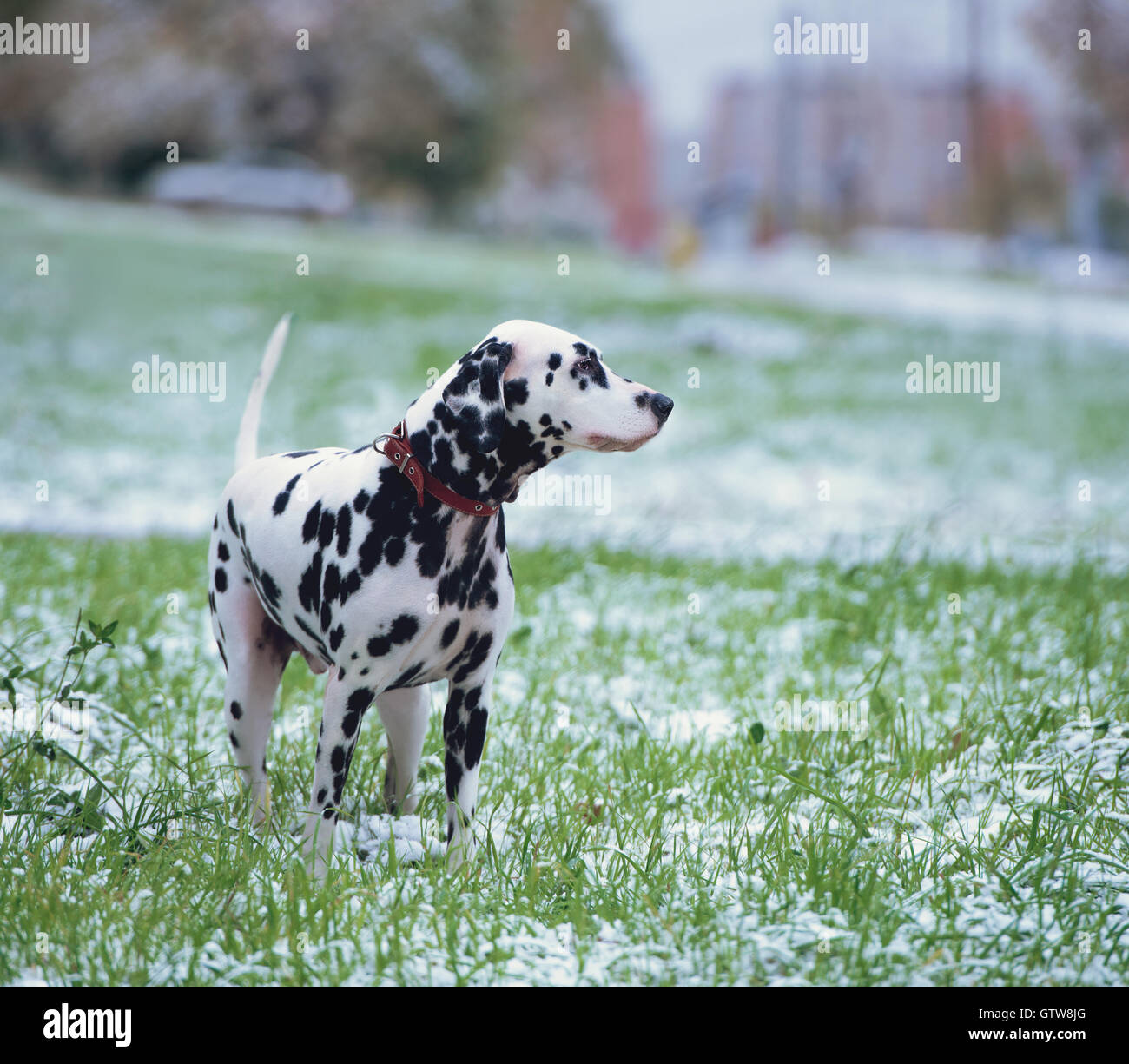 Portrait of black and white dalmatian dog breed on a background of the ...