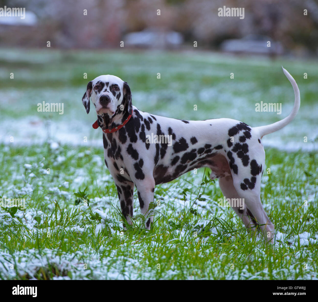 Portrait of black and white dalmatian dog breed on a background of the ...
