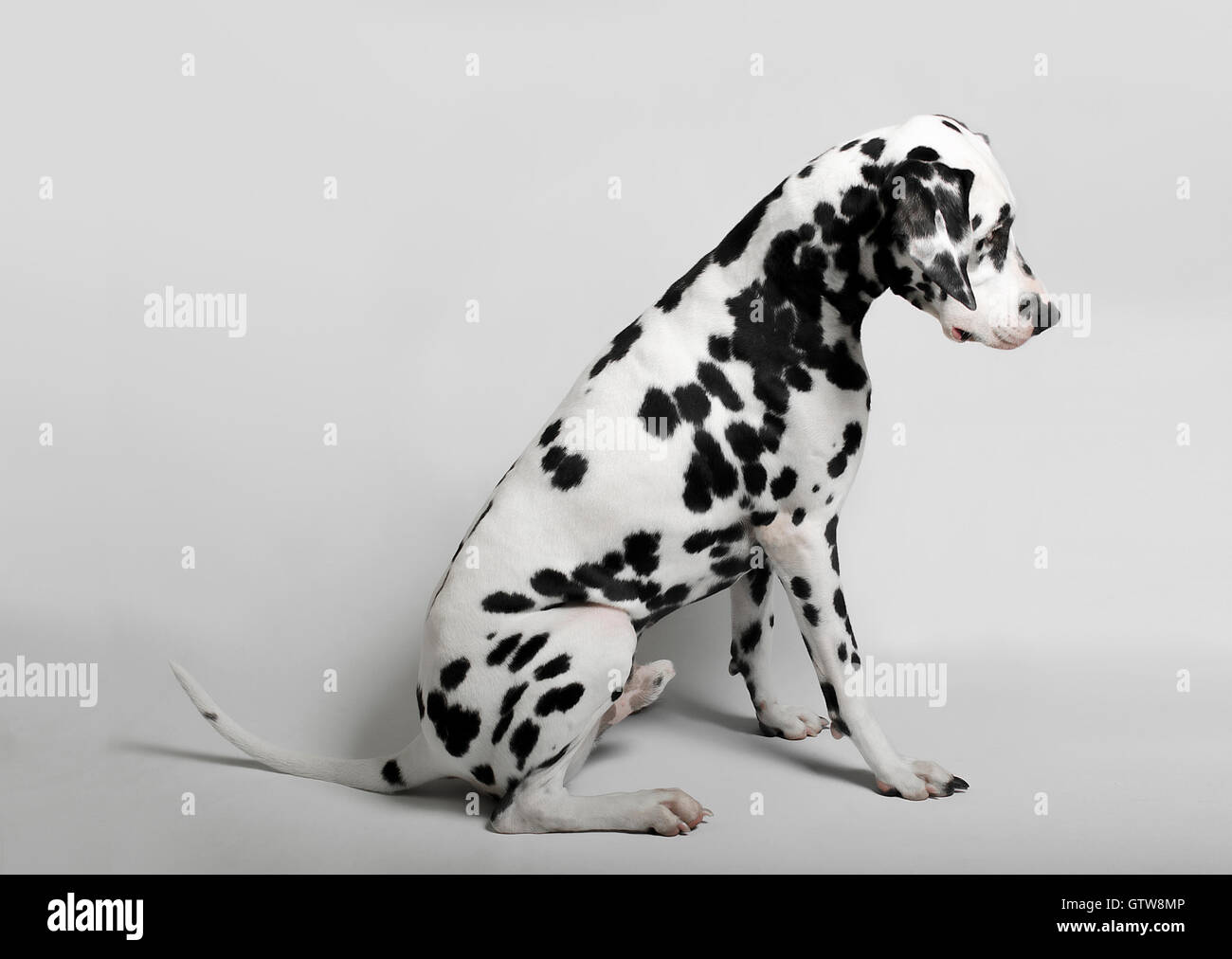 Lowered ears hi-res stock photography and images - Alamy