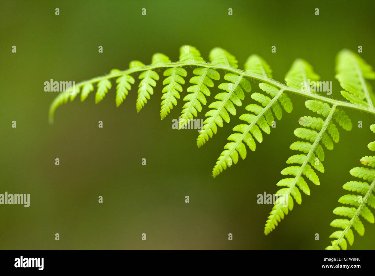 Fern in the jungle of costa rica Stock Photo - Alamy