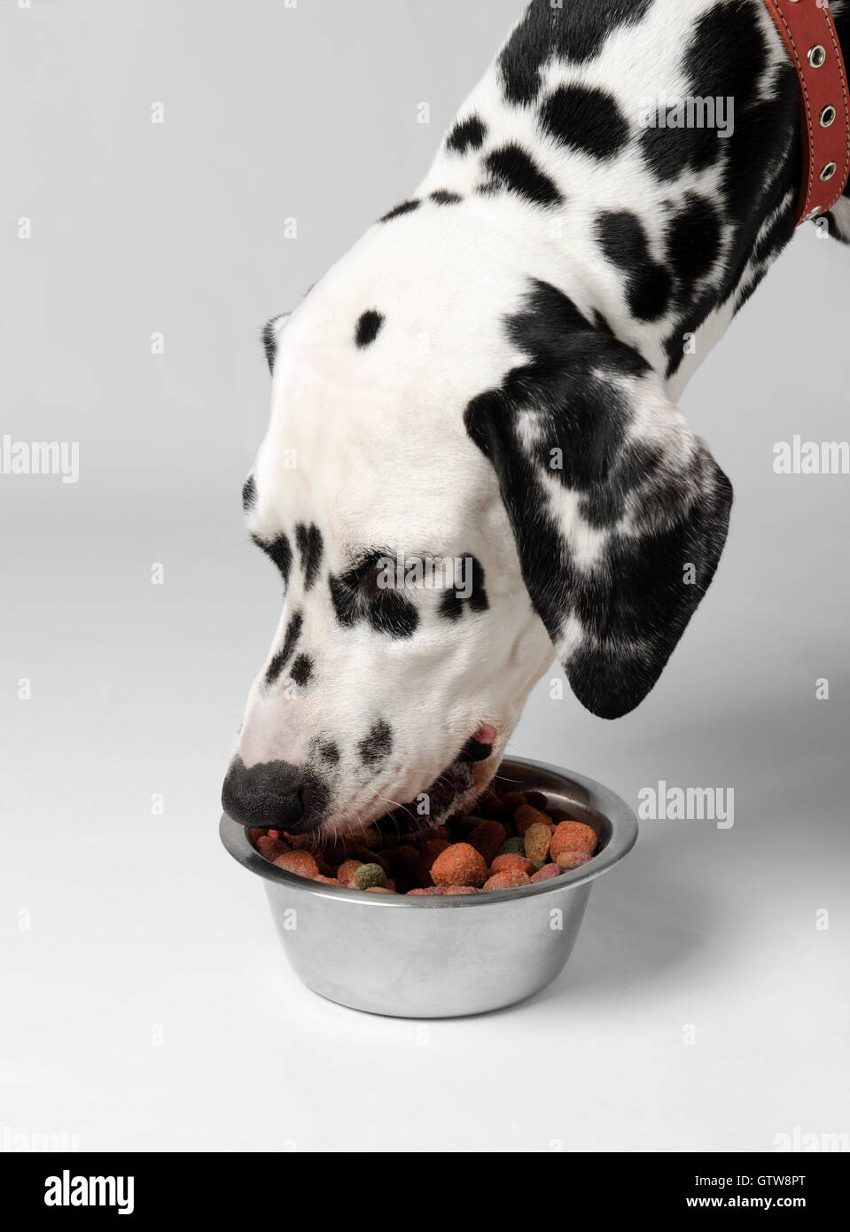 Champion dalmatian hi-res stock photography and images - Alamy