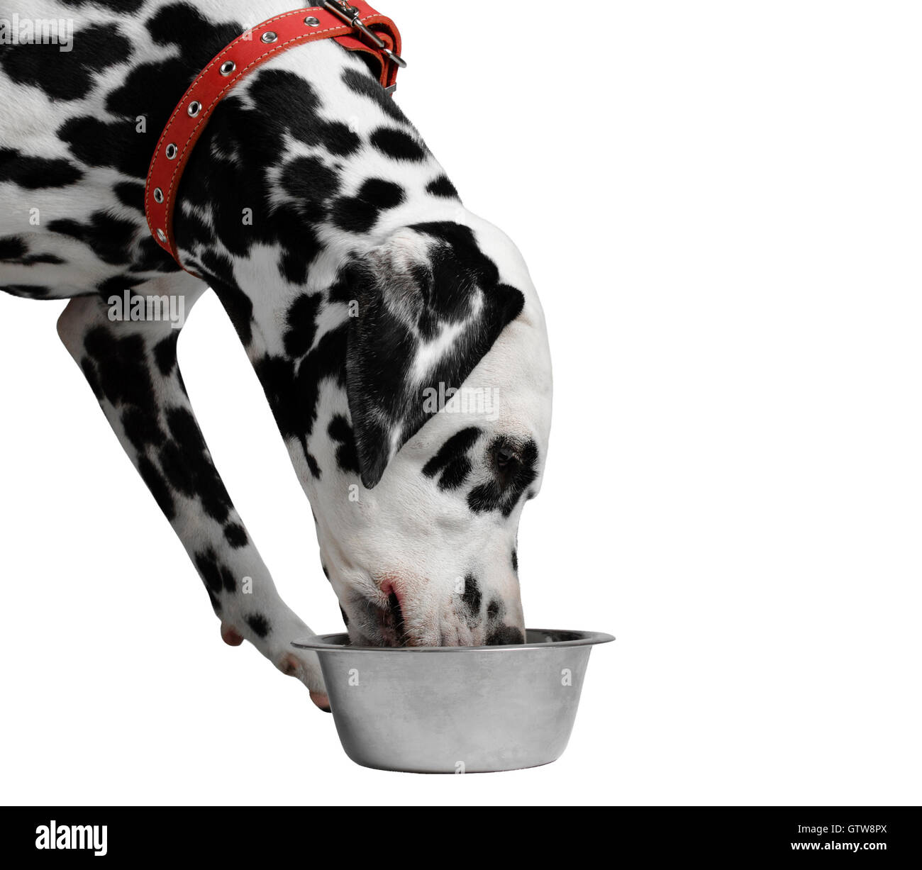Champion dalmatian hi-res stock photography and images - Alamy