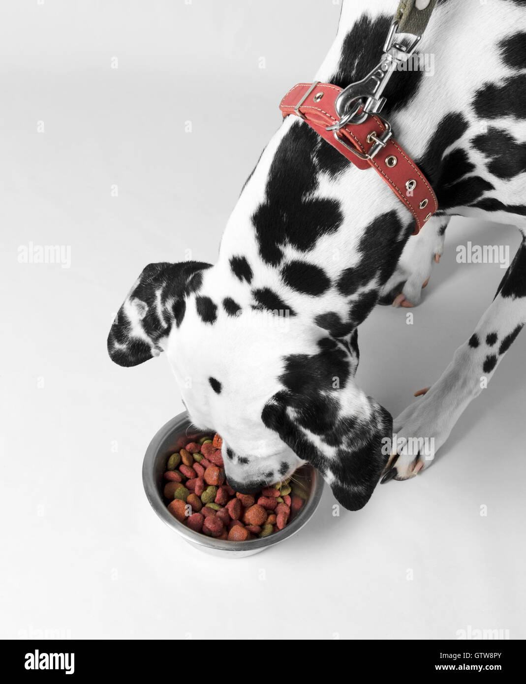 Champion dalmatian hi-res stock photography and images - Alamy