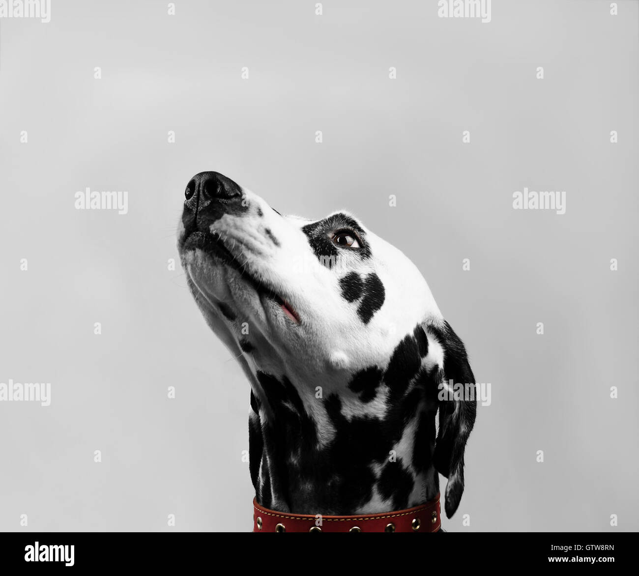 Lifted the head hi-res stock photography and images - Alamy