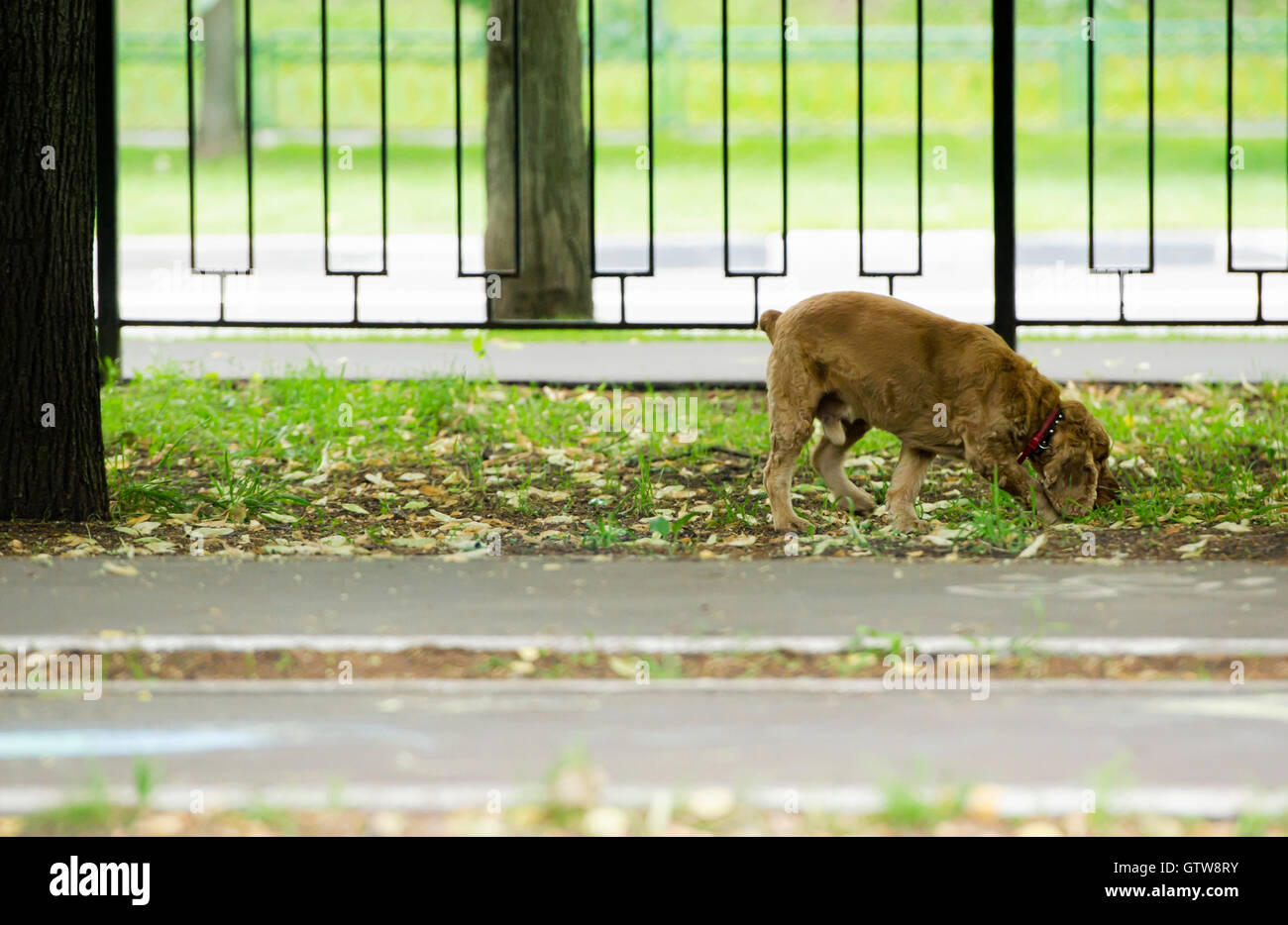 Red-haired spaniel dog for a walk Stock Photo - Alamy