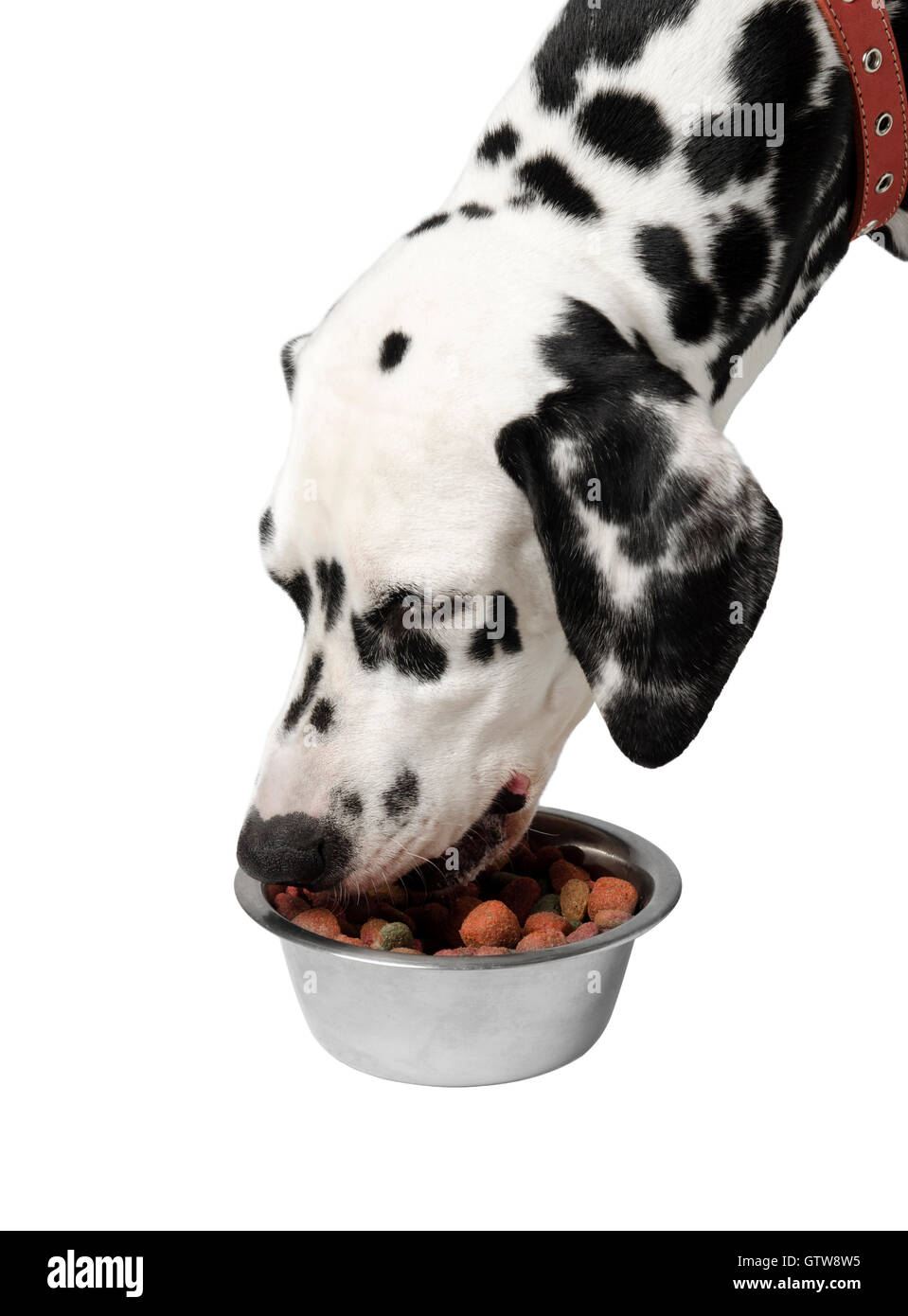 Dalmatian dog eating dry food from a bowl Stock Photo - Alamy