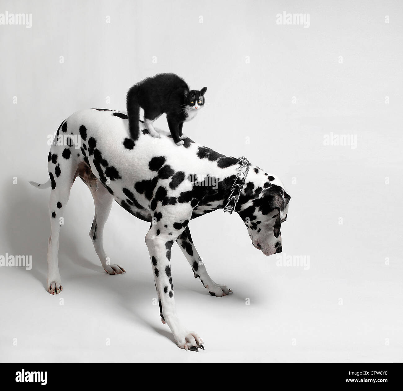 Scared black cat riding a Dalmatian dog who looks Stock Photo - Alamy