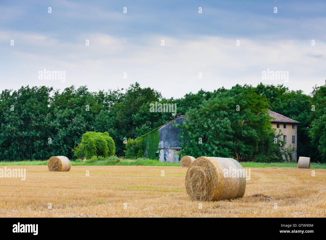 Italian wheat harvest hi-res stock photography and images - Alamy