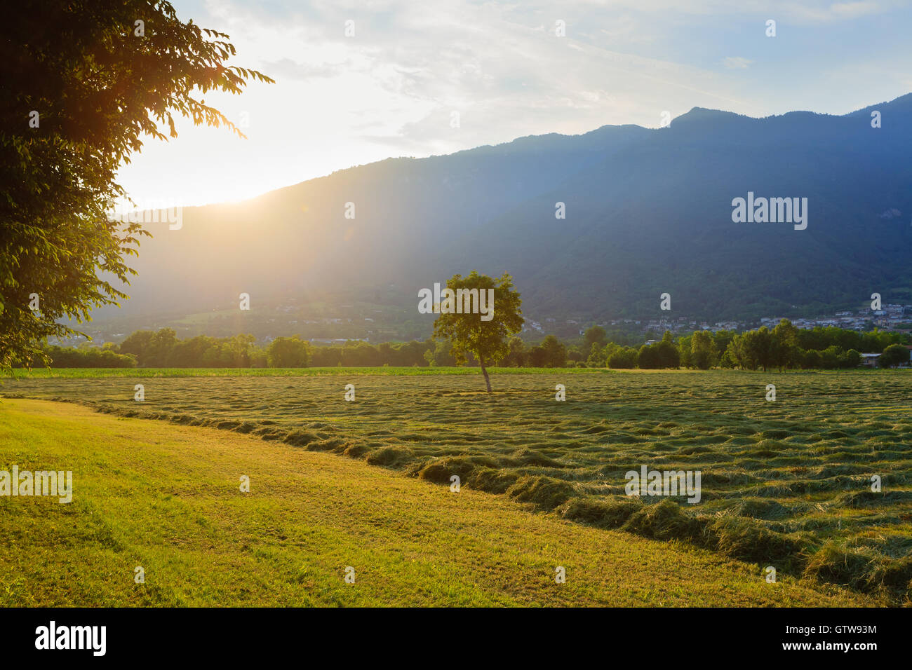 Grass field from italian countryside. Agriculture and Rural life ...