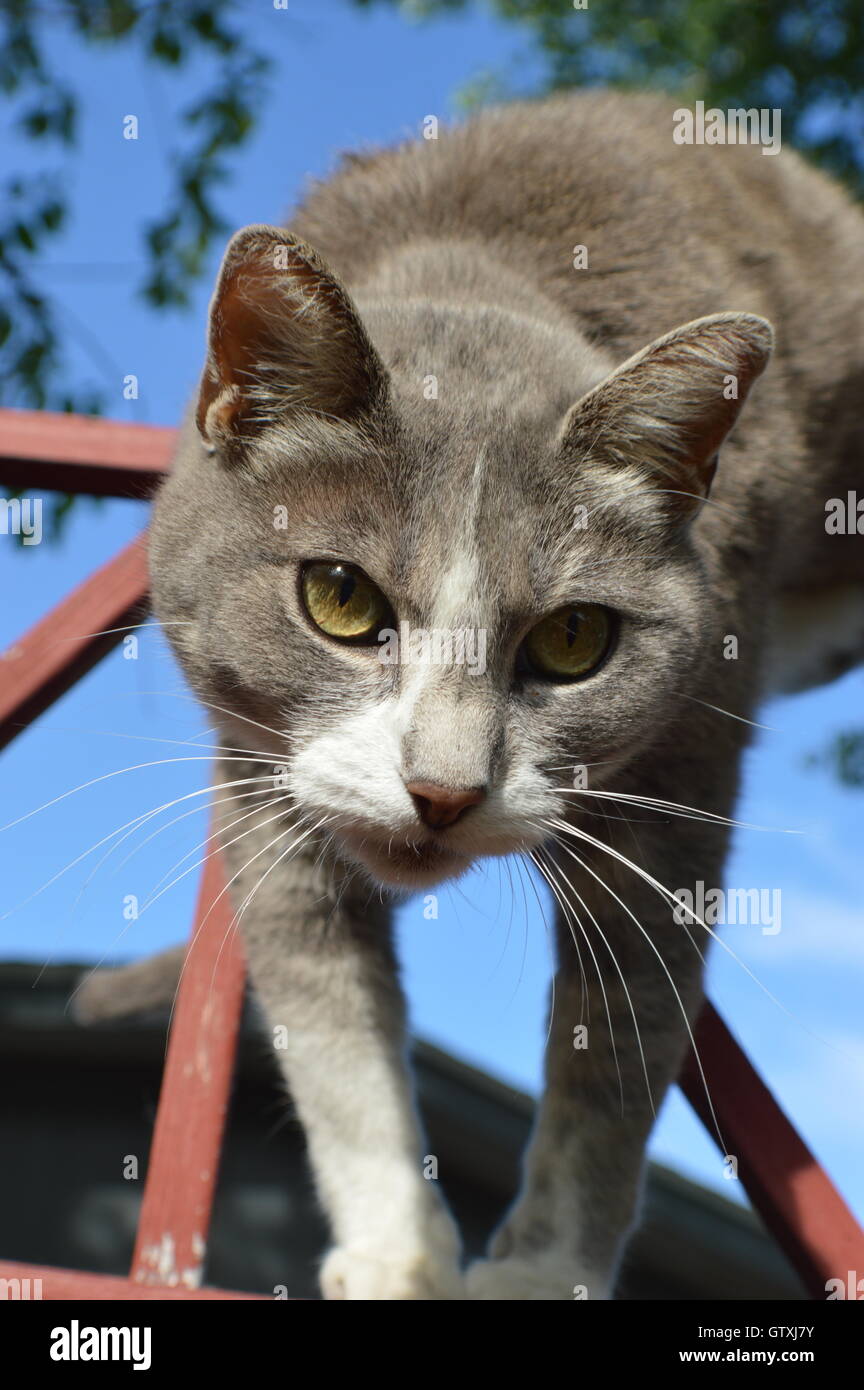 Cat Trying To Catch Its Tail High Resolution Stock Photography and ...
