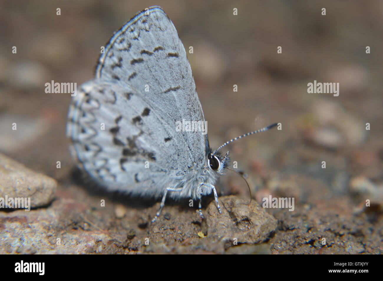 A close up of a gray blue butterfly Stock Photo - Alamy