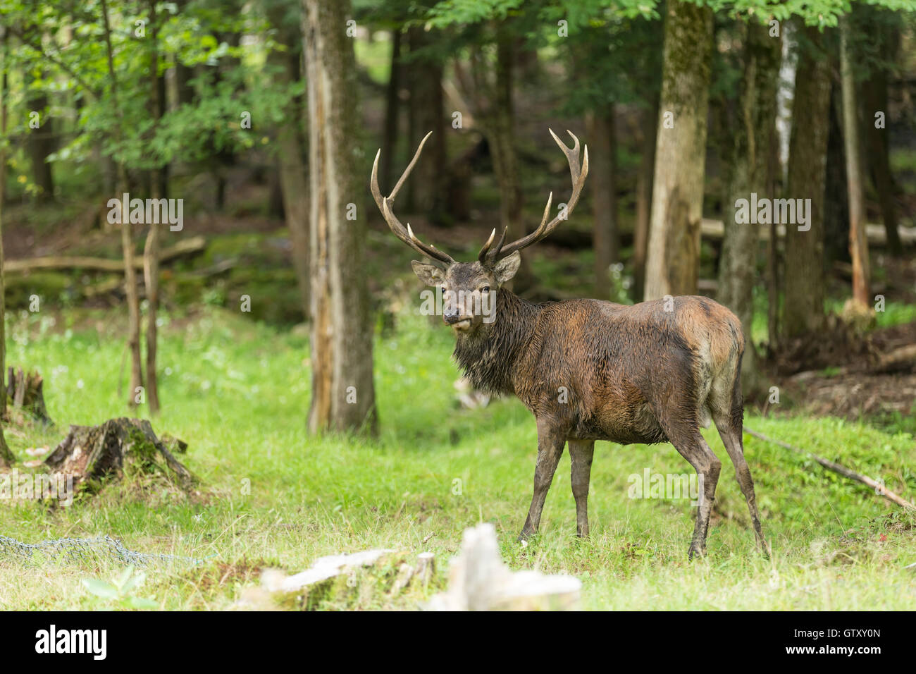 A large male red deer in a forest landscape Stock Photo - Alamy