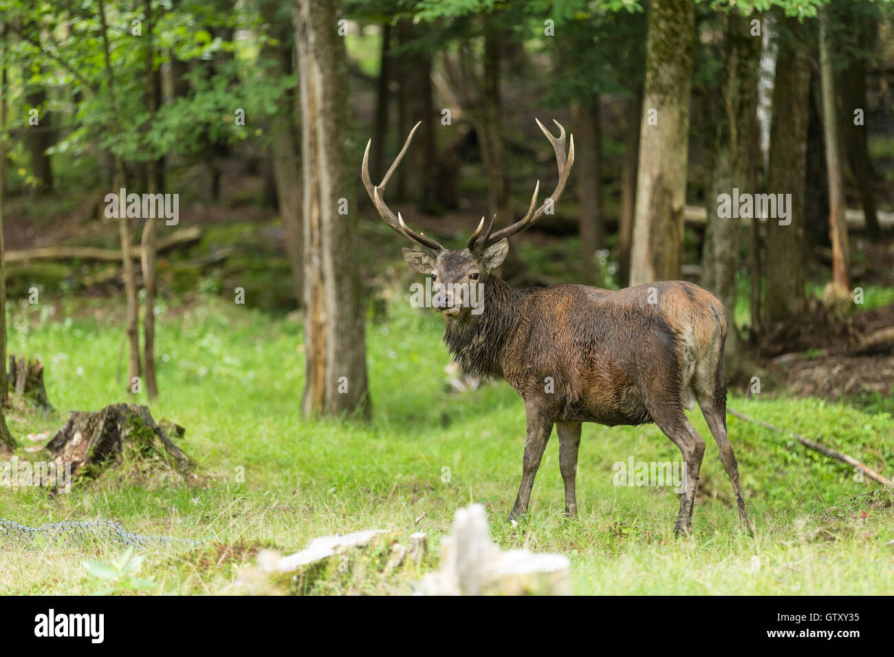 A large male red deer in a forest landscape Stock Photo - Alamy