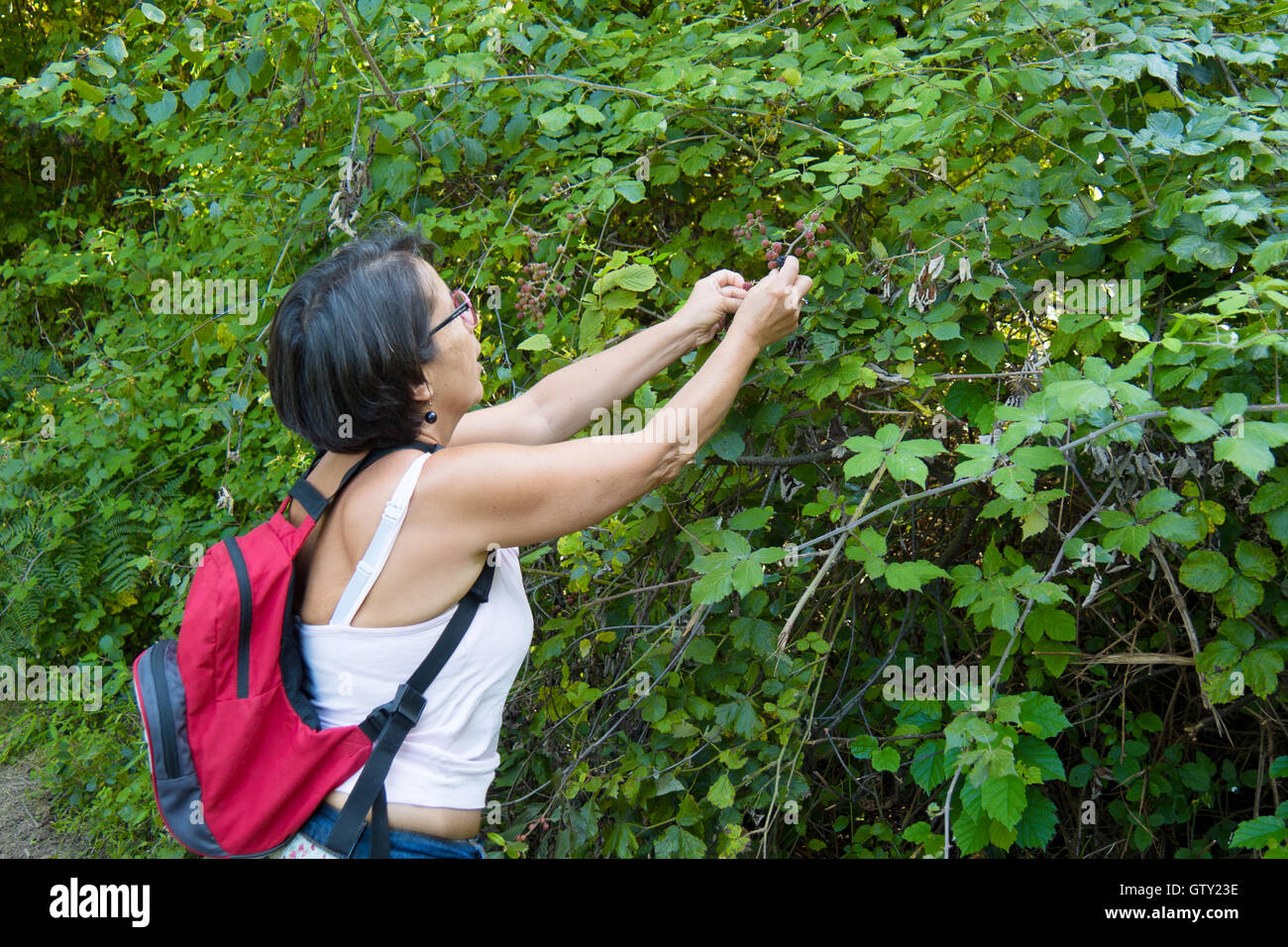 a mature woman hiker picks blackberries in nature Stock Photo - Alamy