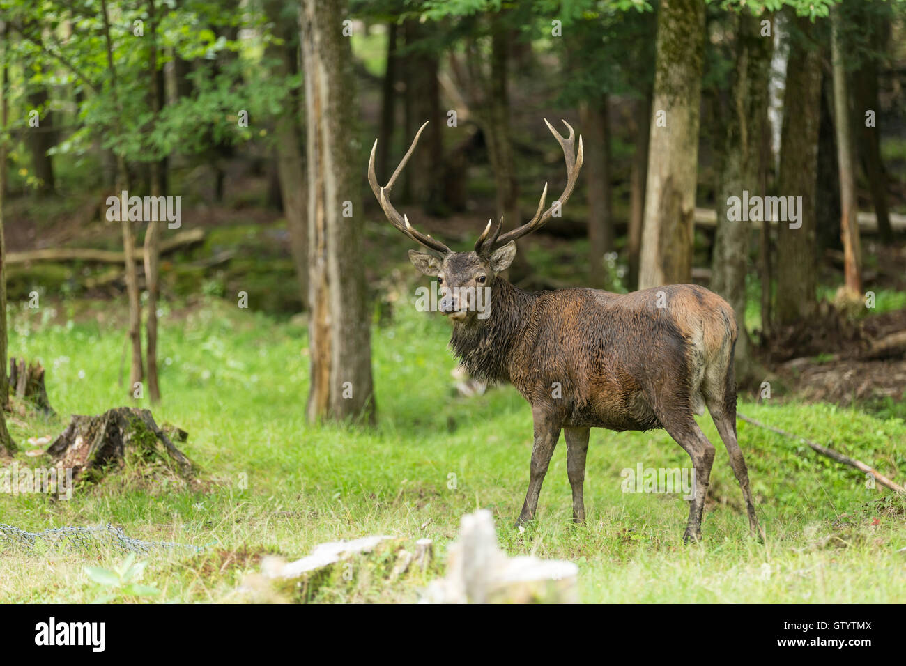 A large male red deer in a forest landscape Stock Photo - Alamy