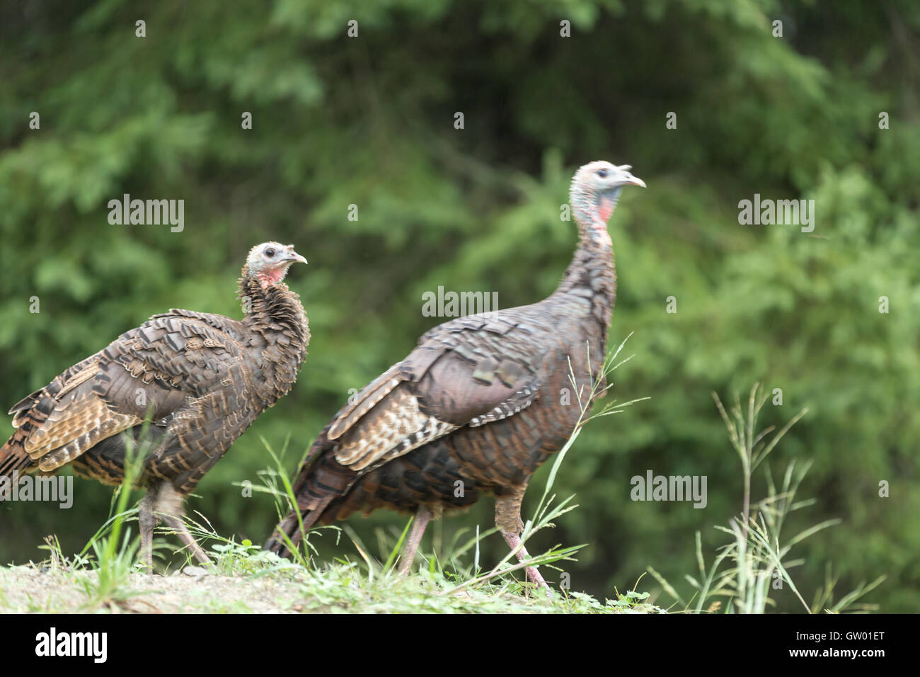 A lone turkey in a natural, wild setting forest Stock Photo - Alamy
