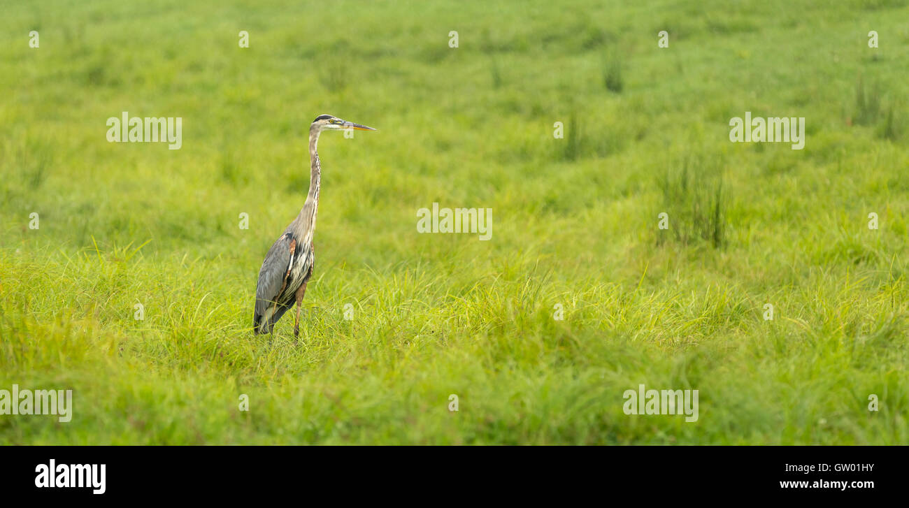 Great Blue Heron in its natural setting in nature Stock Photo - Alamy
