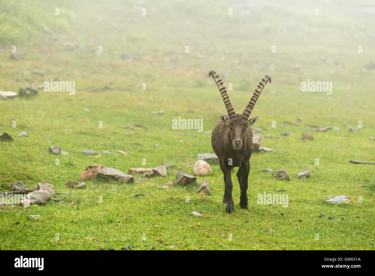 A lone Ibex in a misty morning on a cliff Stock Photo - Alamy
