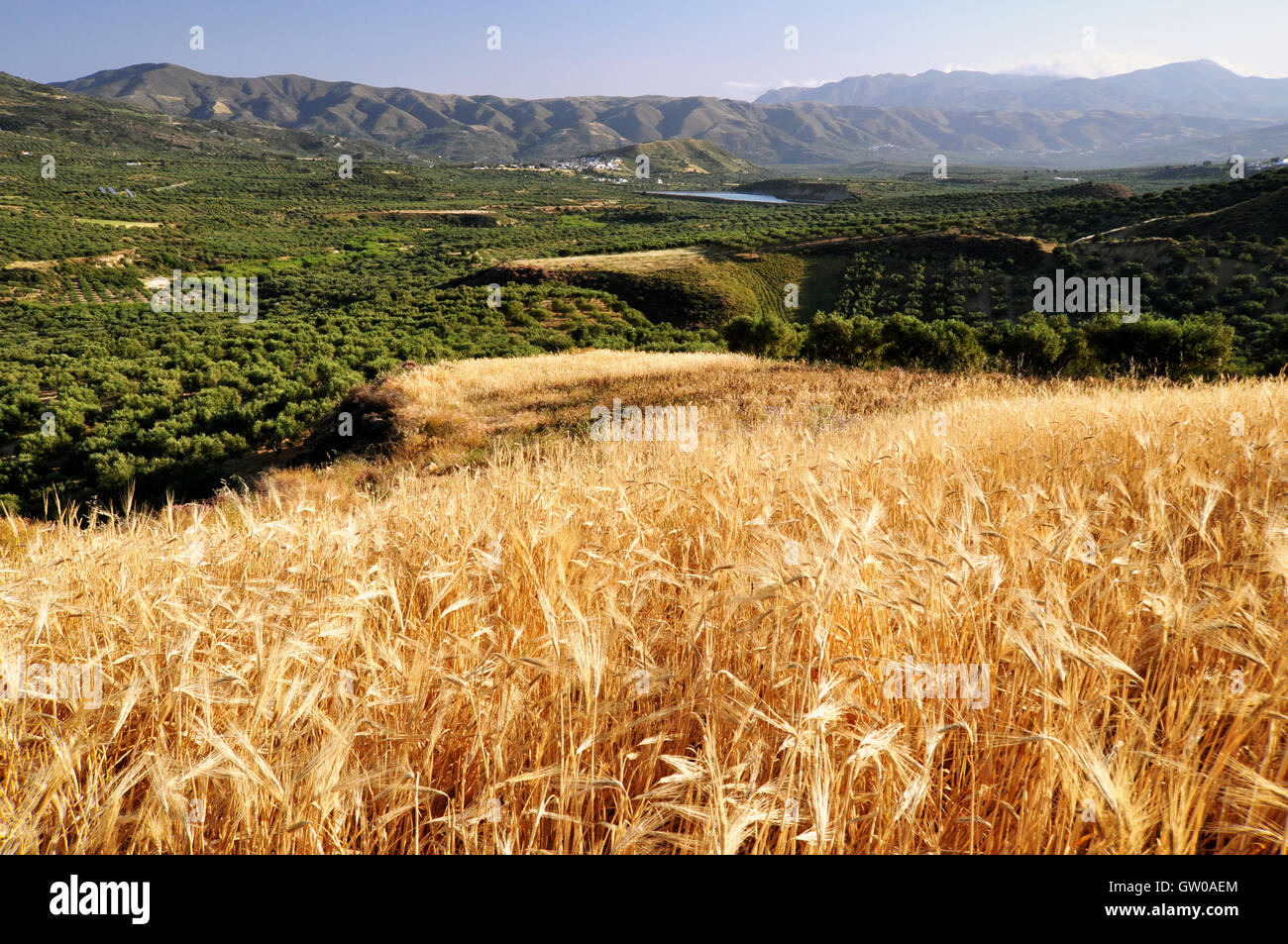 Wheat fields and olive groves, Anapodiaris River valley, southern Crete ...