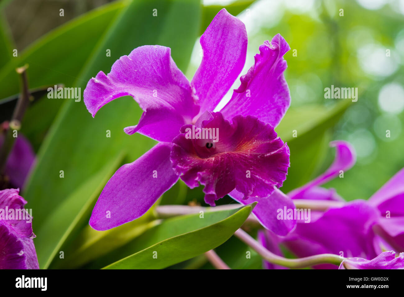 Cattleya orchid purple. The beautiful backdrop of a soft blur Stock ...