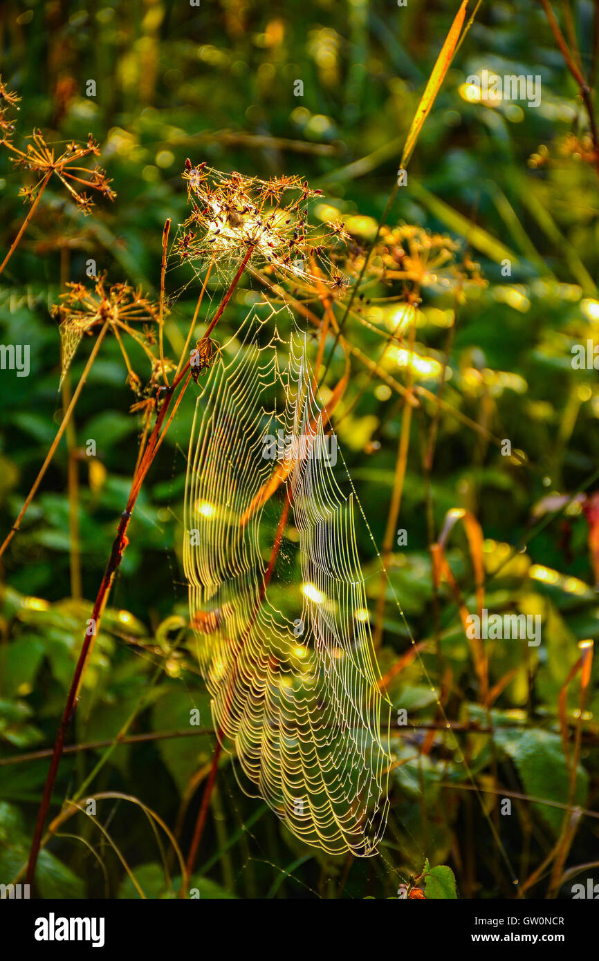Gossamer on grass sign autumn hi-res stock photography and images - Alamy