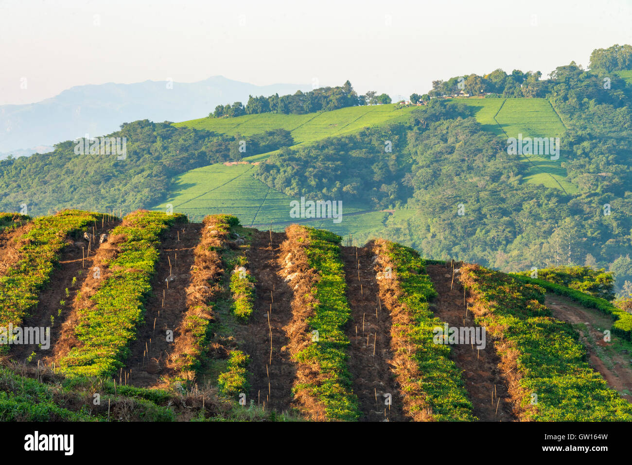 Eastern highlands agriculture zimbabwe hi-res stock photography and ...